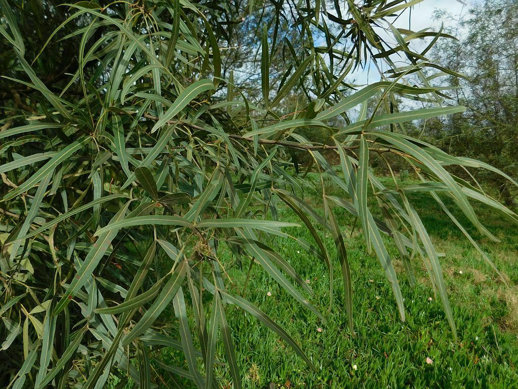 african sumac from Greyton, 7233, South Africa on September 19, 2022 at ...