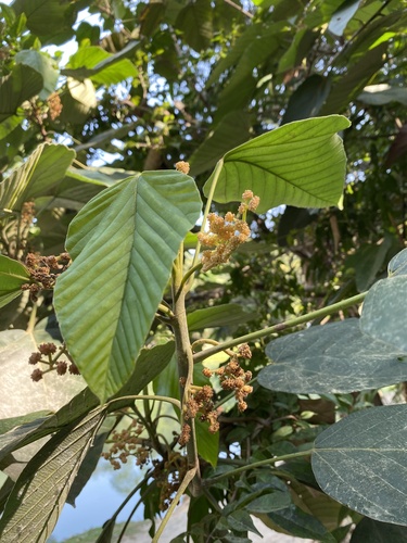 Genus Pourouma · iNaturalist