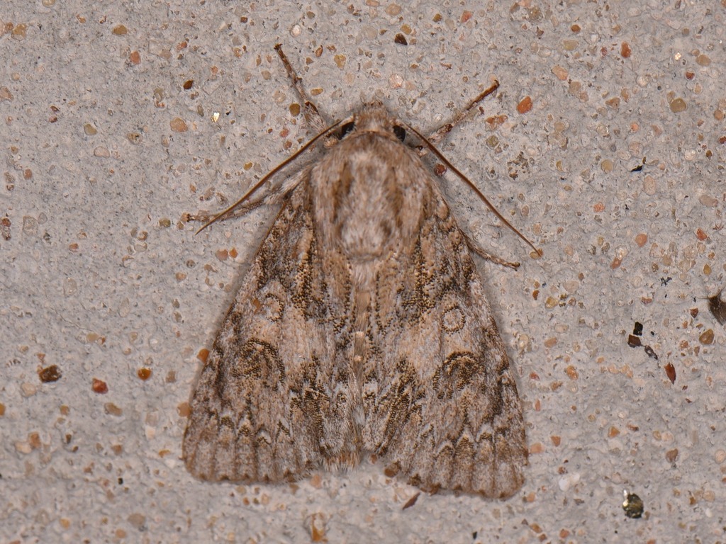 Hackberry Dagger (Texas Hill Country) · iNaturalist