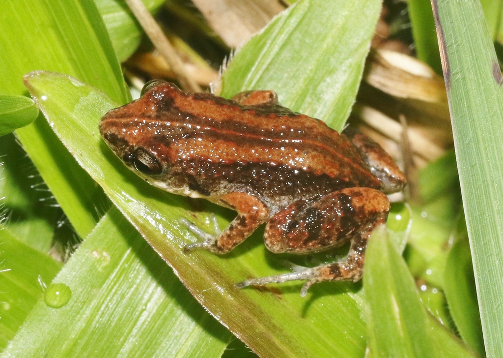 Varley's Robber Frog (Herps of Eastern Cuba) · iNaturalist