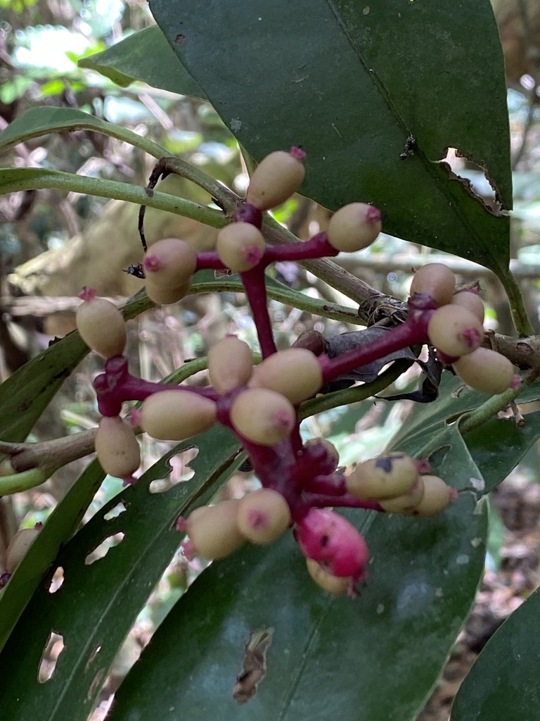 Guapira opposita from Nova Esperança, Cariacica, ES, BR on September 2 ...