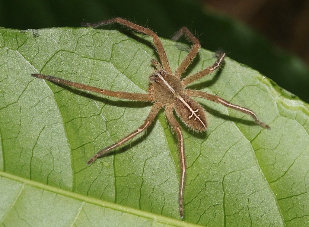 trechaleid spiders from Candelaria, Cuba on April 23, 2022 at 09:19 PM ...