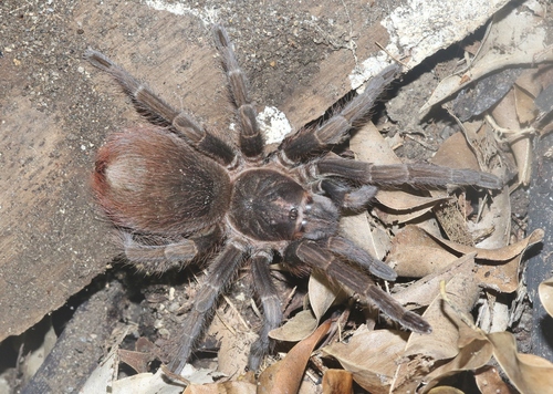 Cuban Brown Tarantula (Phormictopus cubensis) · iNaturalist