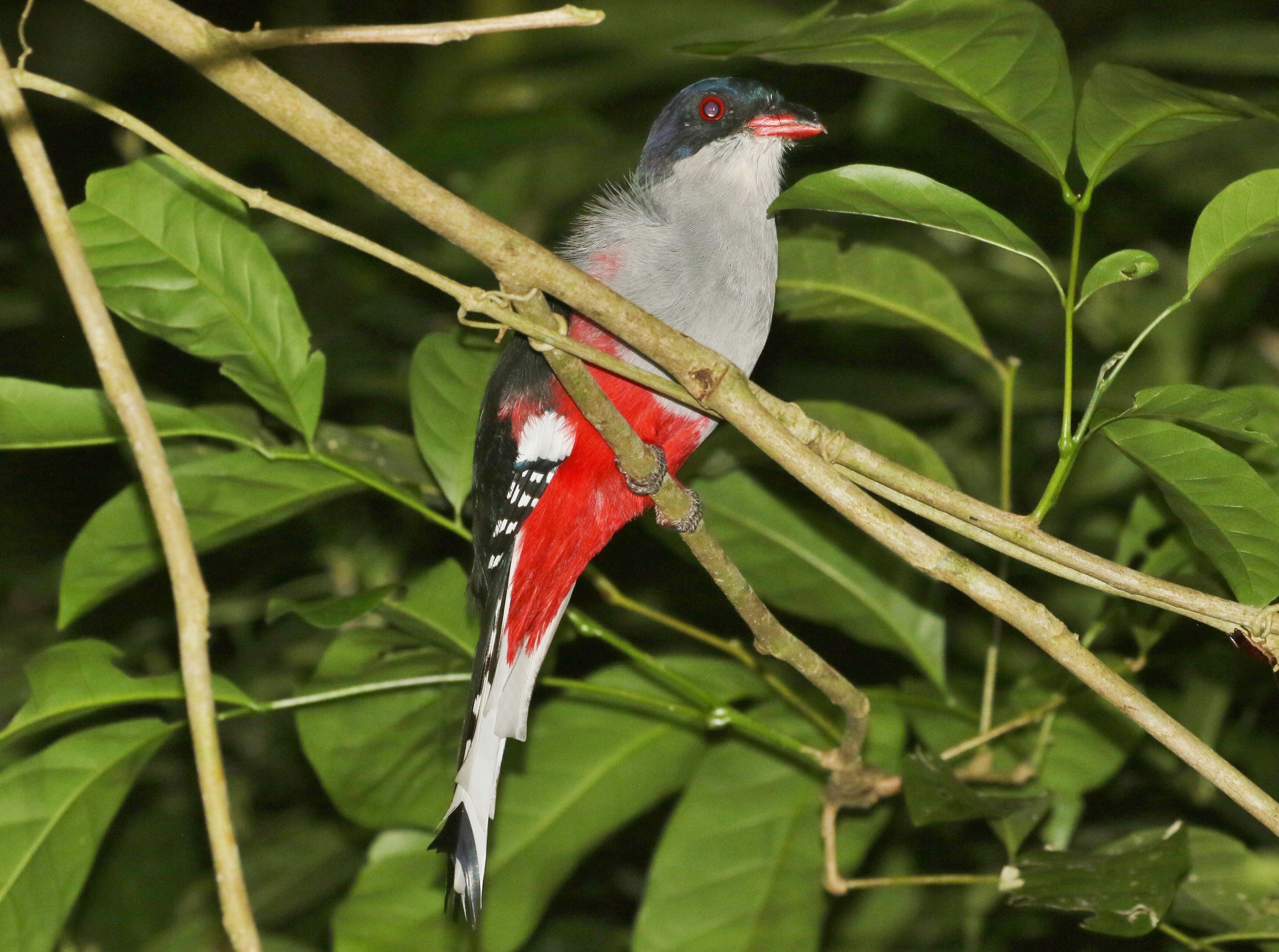 Priotelus temnurus (Temminck, 1825)