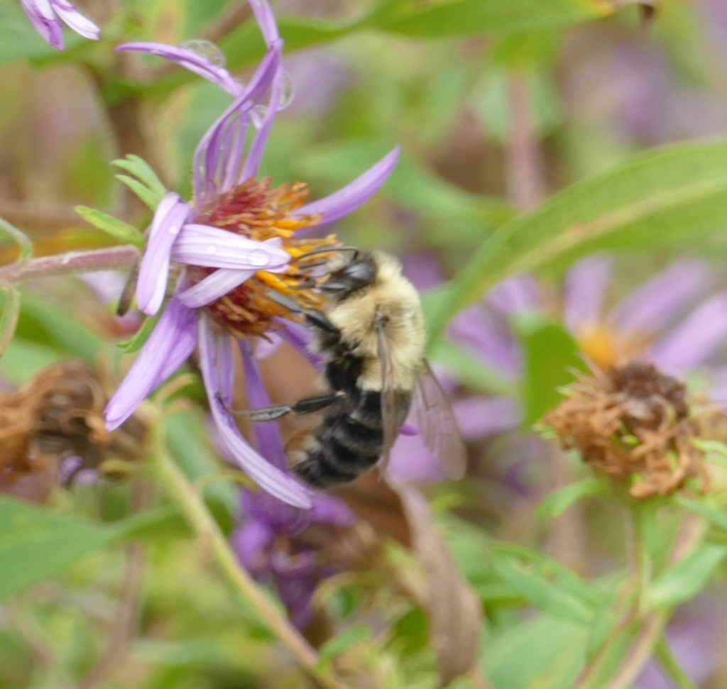 Common Eastern Bumble Bee from Monkton Ridge, Monkton, VT 05473, USA on ...