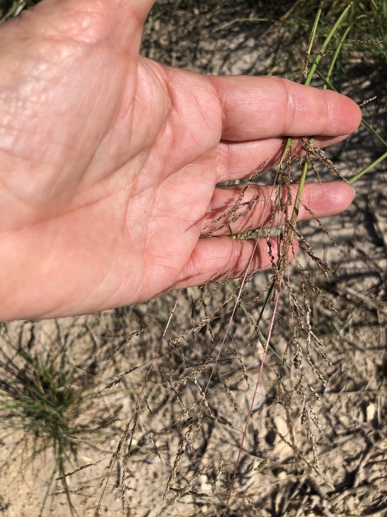 Sand Dropseed from NE Interstate 10 Frontage Rd, Fort Stockton, TX, US ...