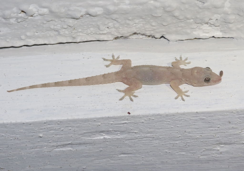 Tropical House Gecko from Candelaria, Cuba on April 23, 2022 at 08:46 ...