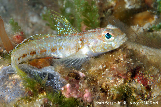 Gobies (Gobiidae) - Marine Life Identification