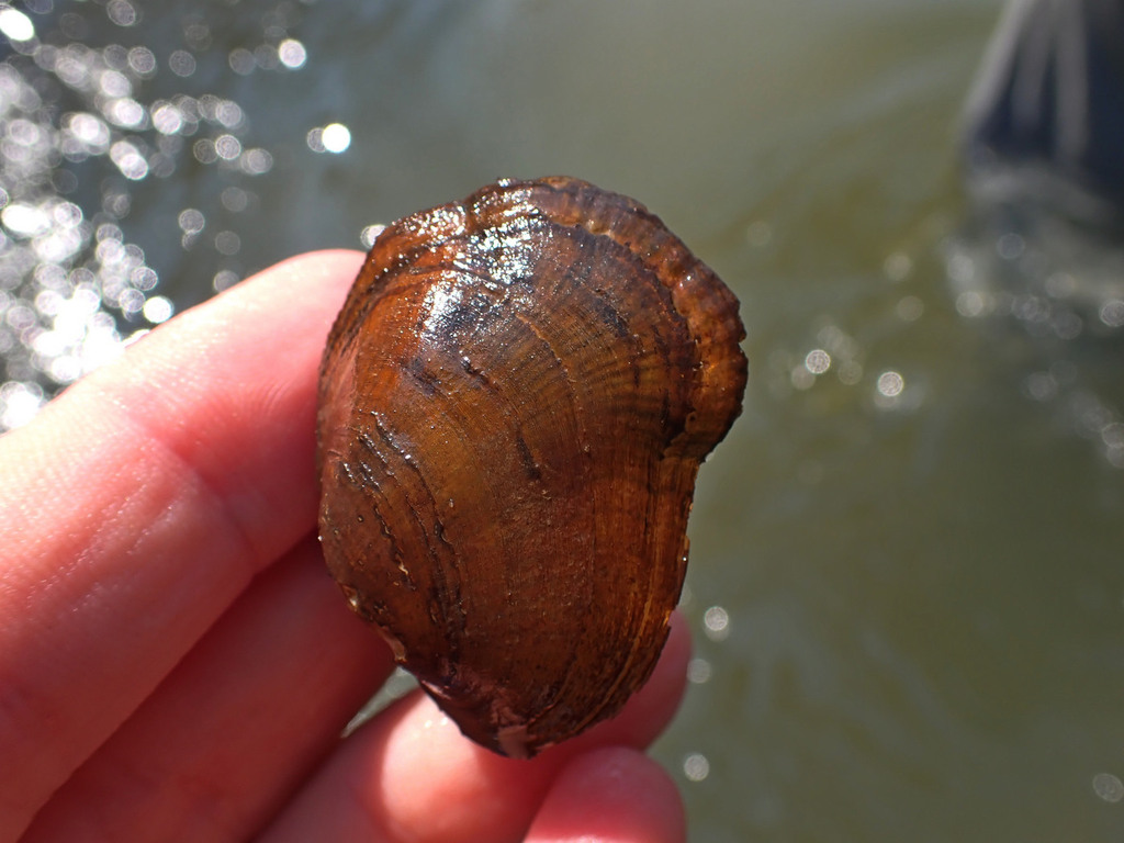 Tan Riffleshell (Bivalves of the United States Pt.2) · iNaturalist
