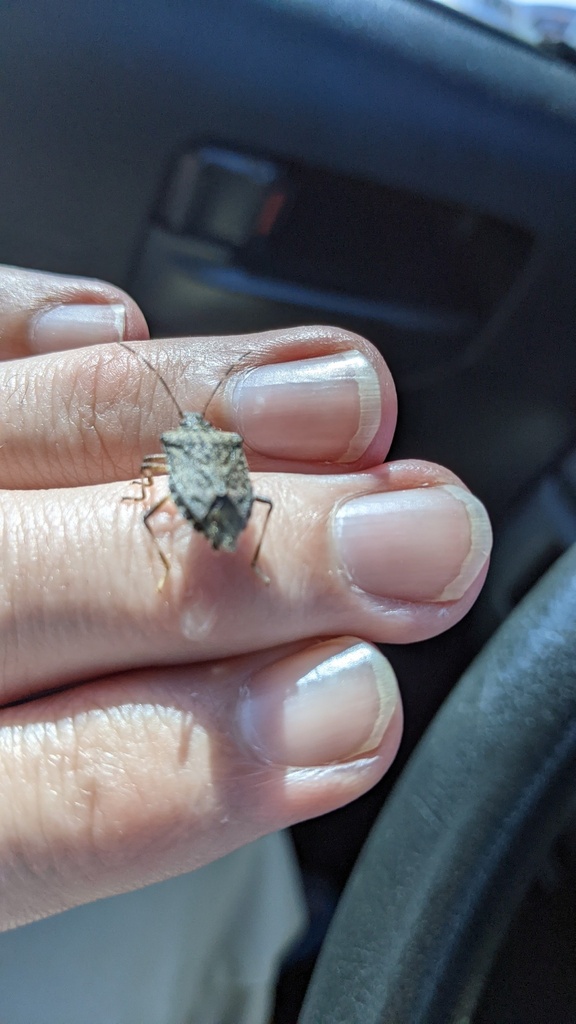 Brown Marmorated Stink Bug from N Waite St, Manchester, TN, US on ...