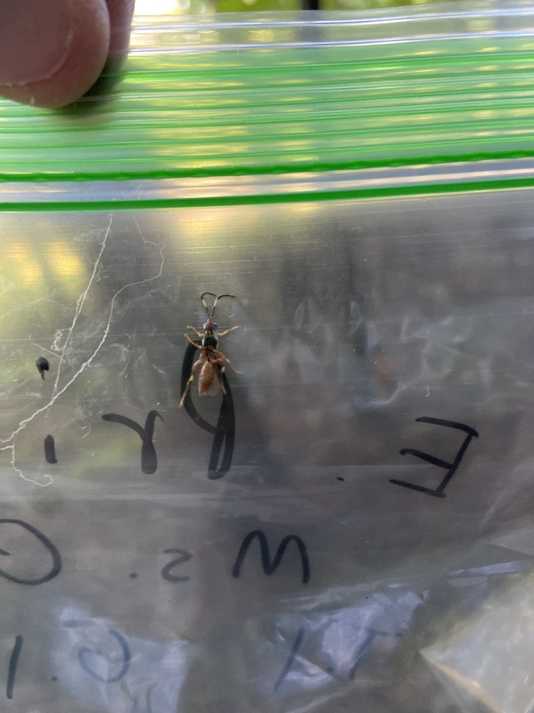 Ants, Bees, Wasps, and Sawflies from Edith J. Carrier Arboretum ...