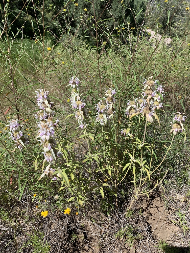 Monarda humilis from Pine Tree Loop Trailhead, Las Cruces, NM, US on ...