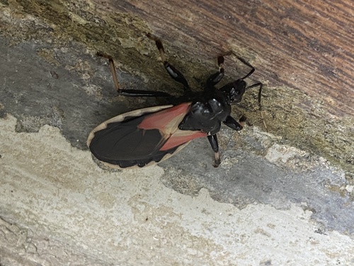 Brontostoma doughertyae · iNaturalist