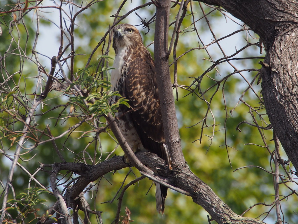 Red-tailed Hawk from Alviso, Santa Clara Co. CA on August 28, 2015 by ...