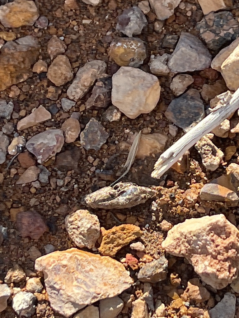 Western Fence Lizard from Truckee Meadows Community College, Reno, NV ...