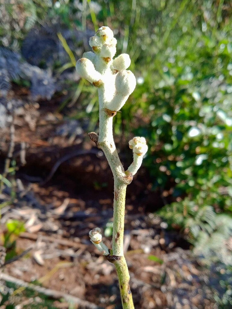 Eriaxis rigida from Canala, Nord, New Caledonia on August 30, 2022 at ...