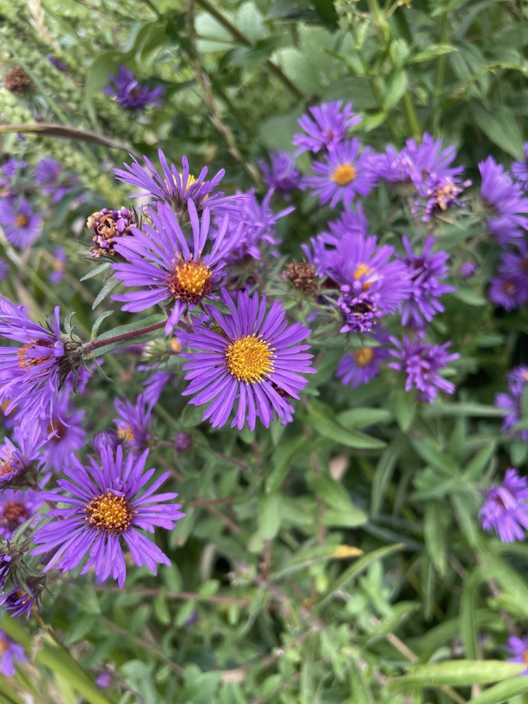 New England aster from McDowell Grove Forest Preserve, Naperville, IL ...