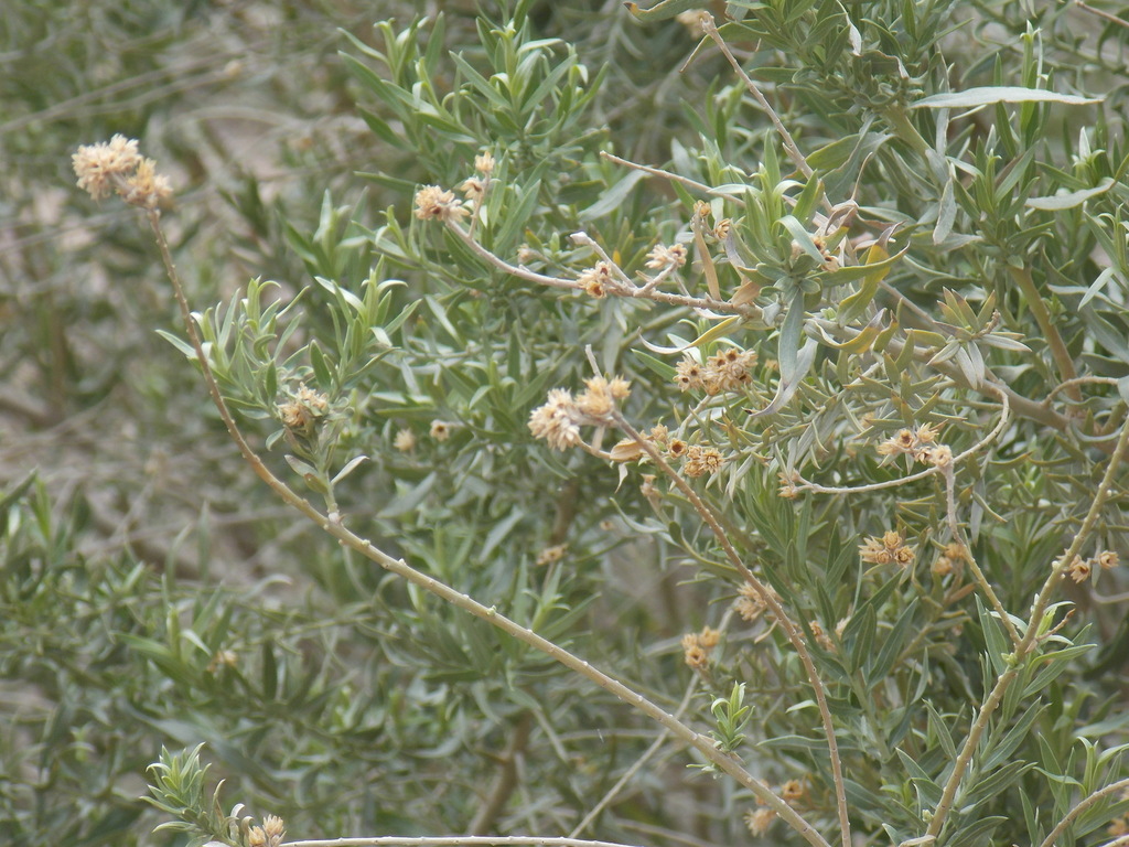arrowweed from Tucson, AZ, USA on August 15, 2018 at 11:36 AM by Eliseo ...
