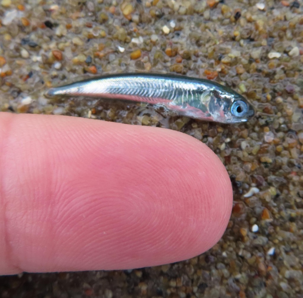 Ray-finned Fishes from Rockport, MA, USA on September 20, 2022 at 11:20 ...