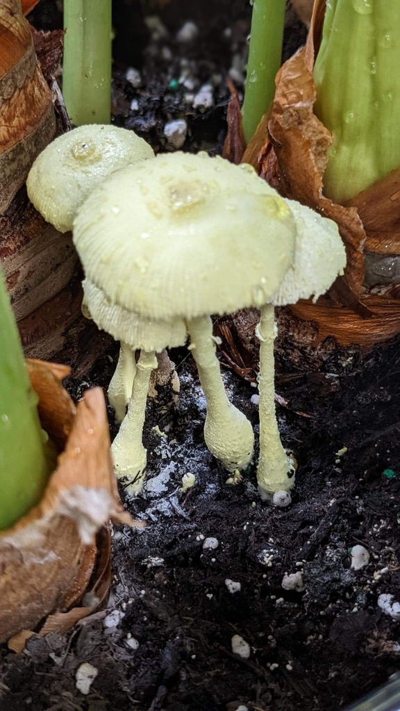 flowerpot parasol from 3725 U.S. 12 on September 12, 2022 by Sarah ...