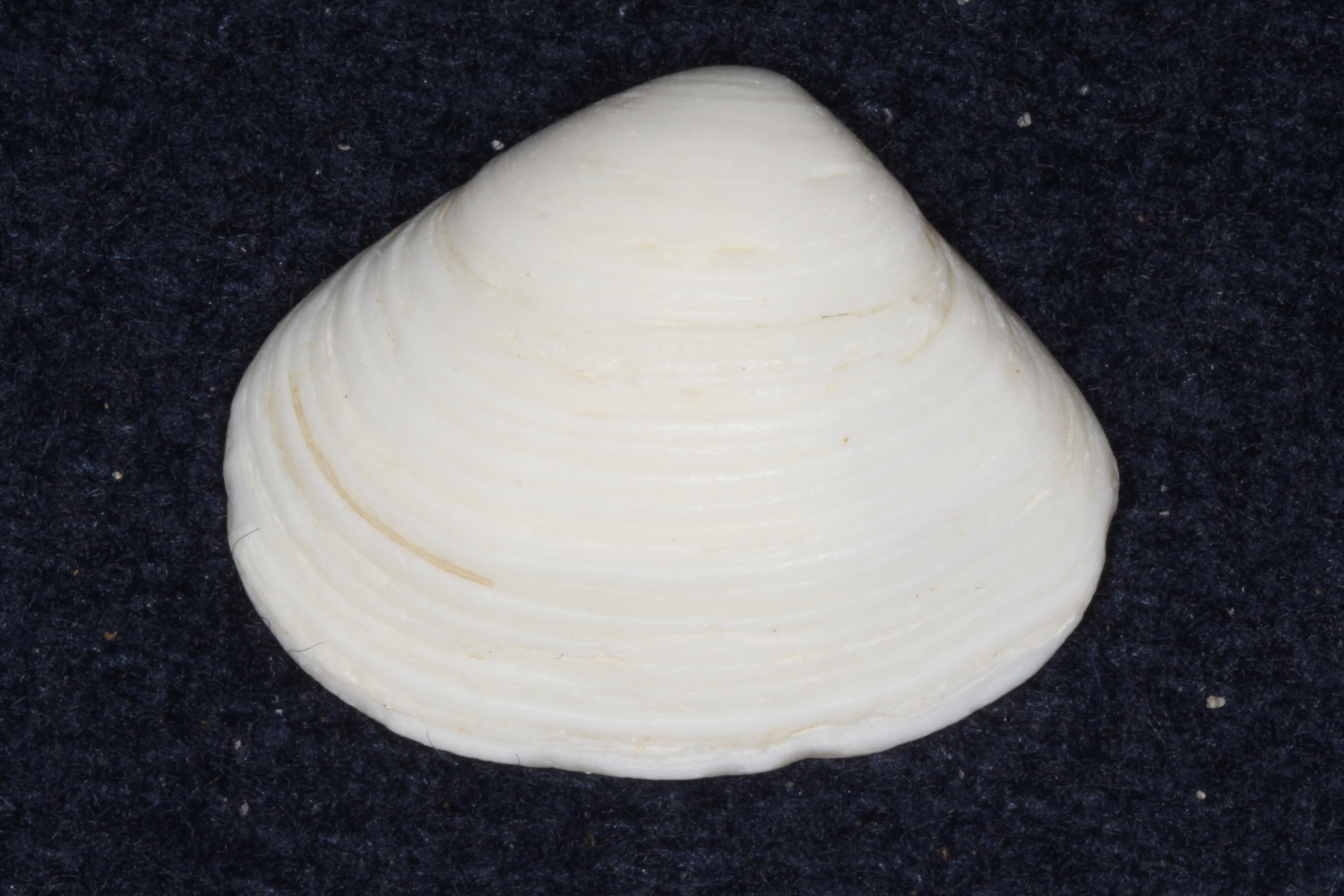 Atactodea striata (Gmelin, 1791)