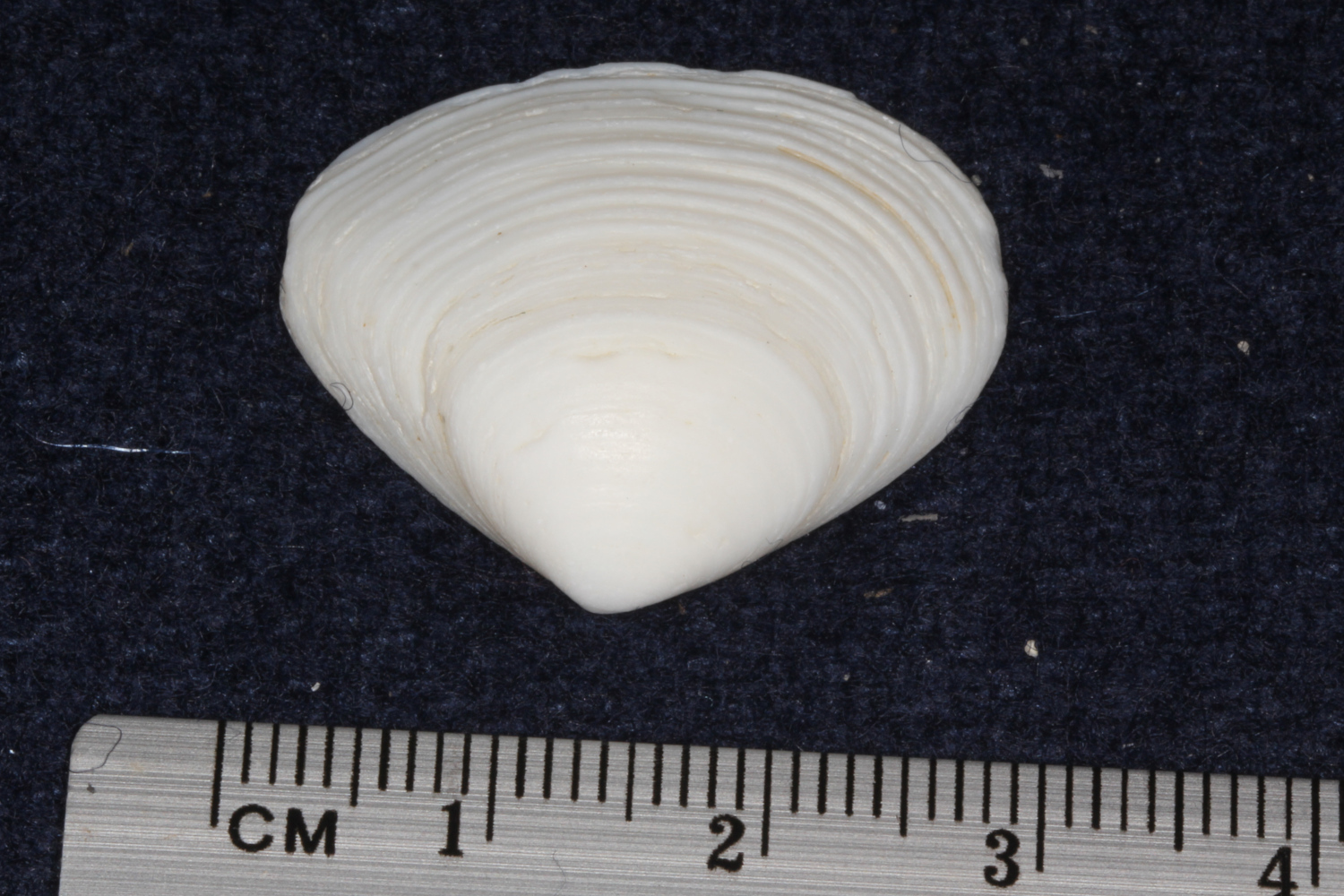 Atactodea striata (Gmelin, 1791)