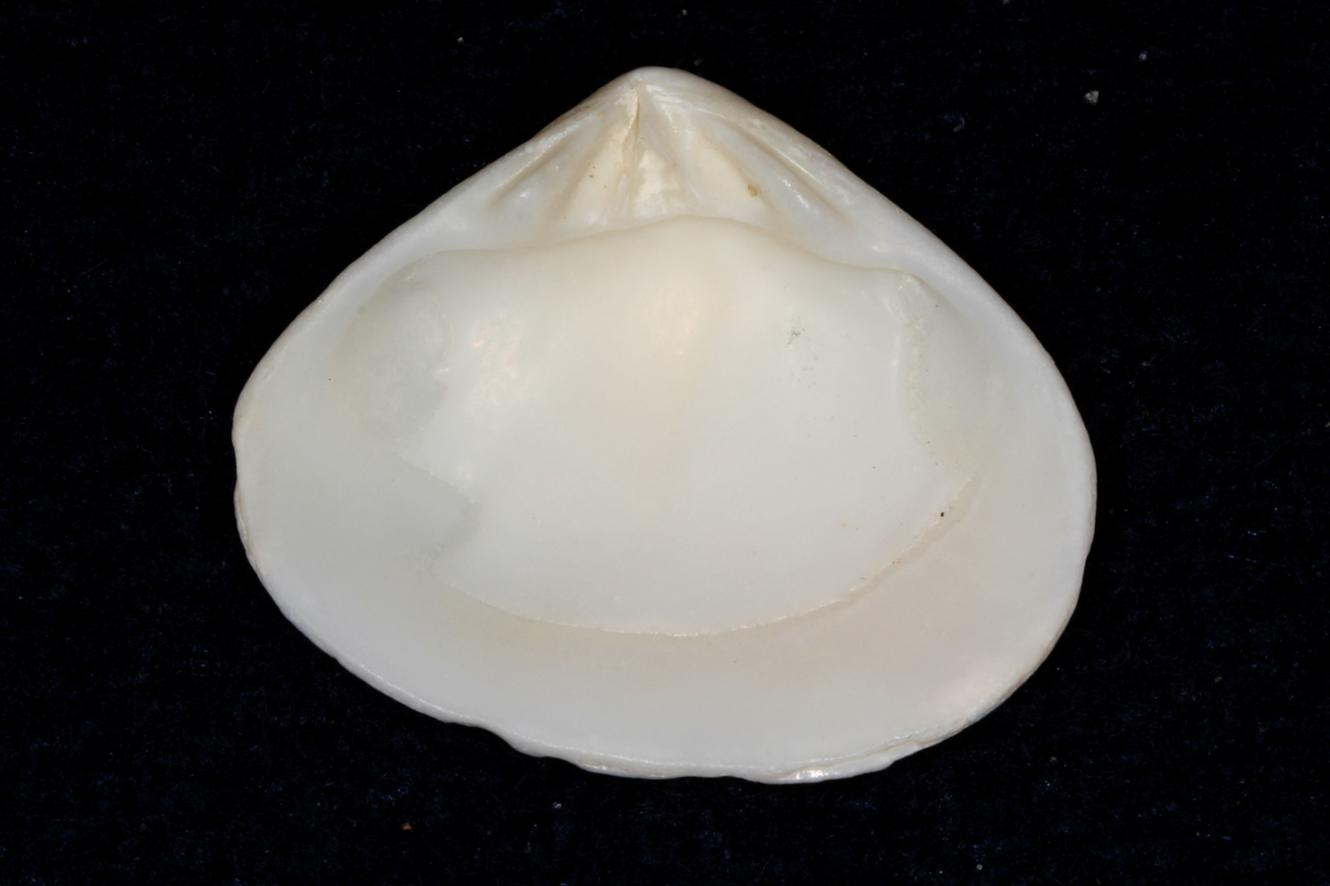 Atactodea striata (Gmelin, 1791)