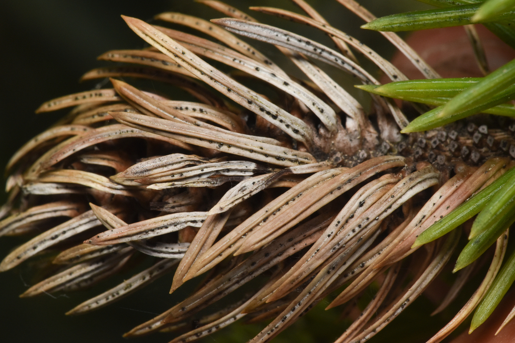 Lophodermium piceae from Central Coast, BC, Canada on July 17, 2022 at ...