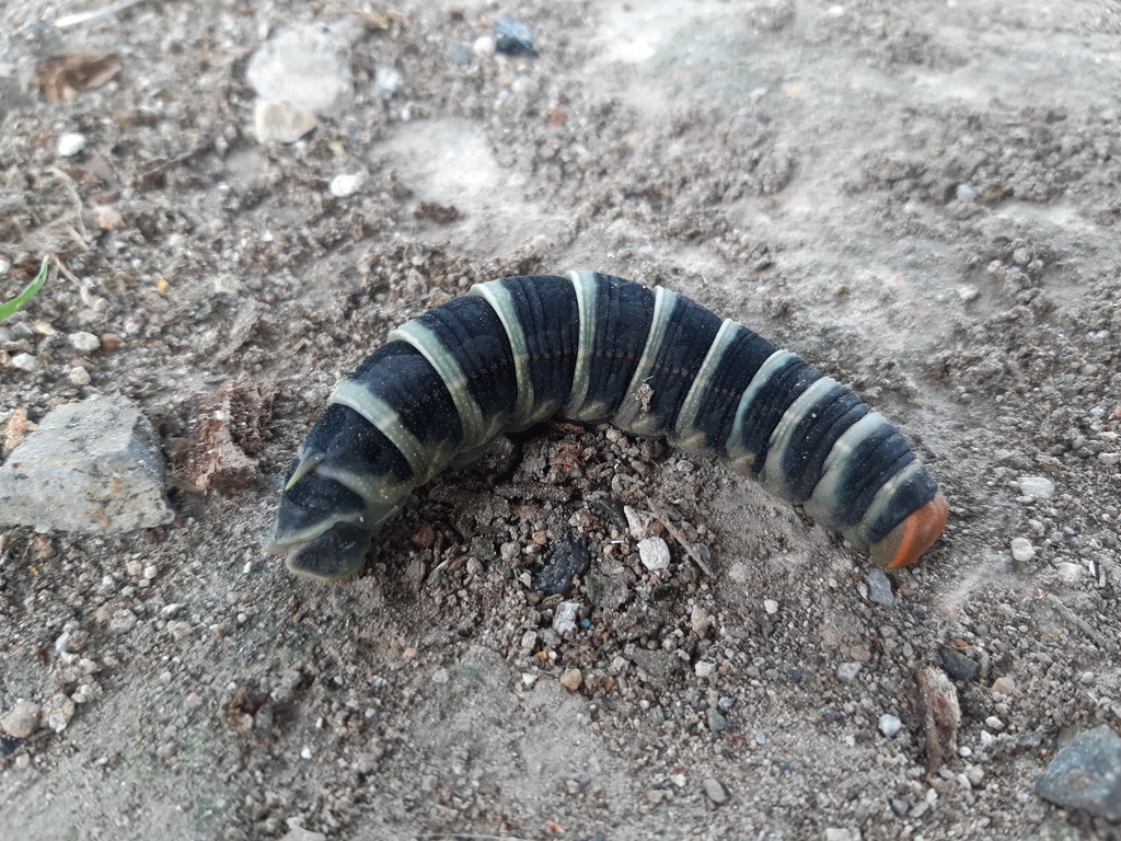 Pachylia syces from Nextipac, Jal., México on September 16, 2022 at 08: ...