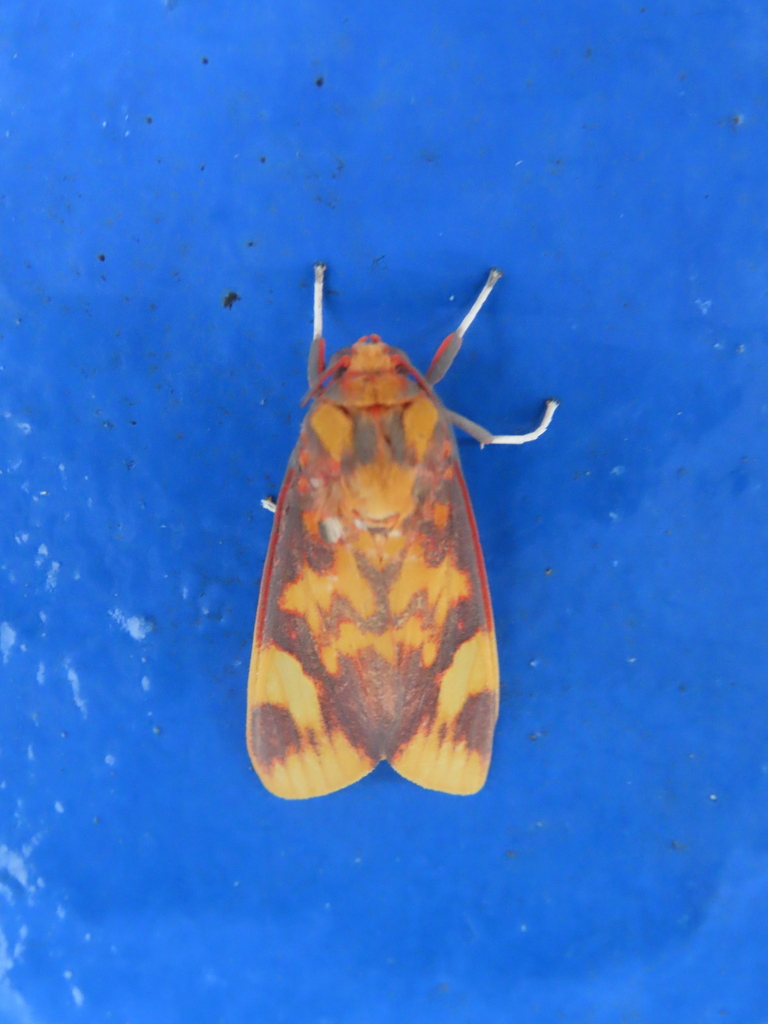 Melese laodamia from 64VJ+Q7V, Las Lajas, Panamá on September 20, 2022 ...