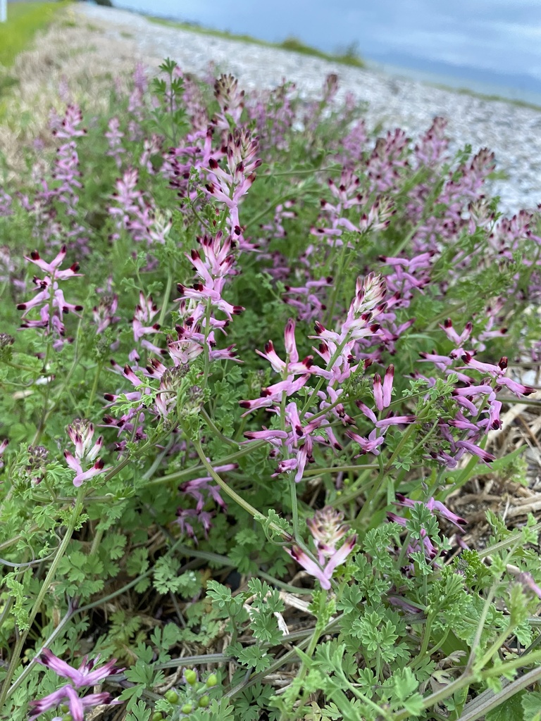 tall ramping-fumitory (Poppies of California) · iNaturalist