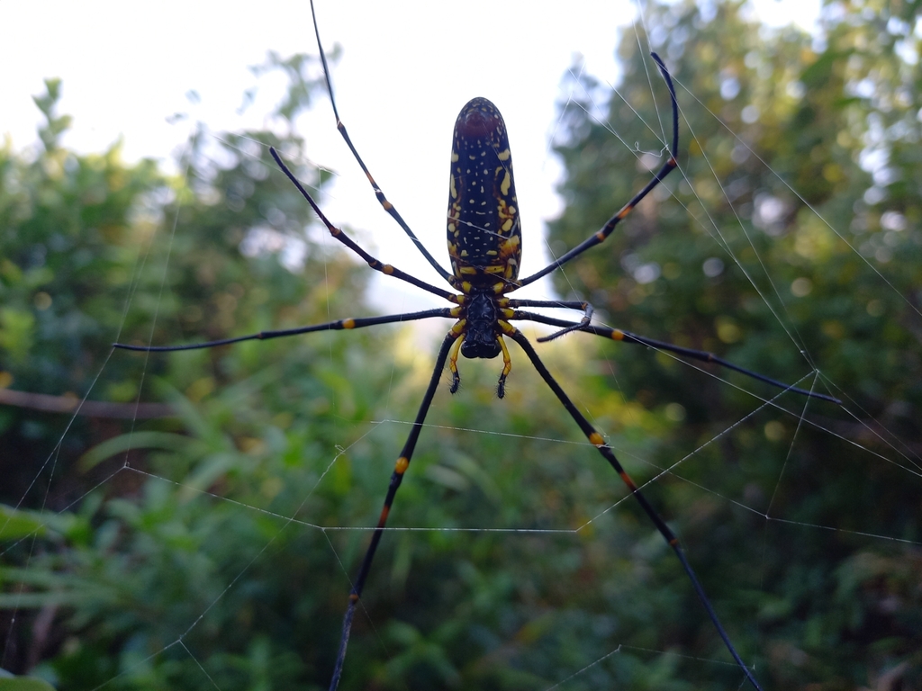 Giant Golden Orbweaver from Mount Stenhouse, Family Walk Lamma Island ...