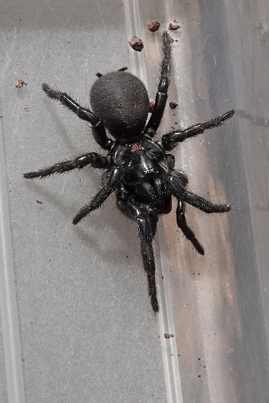 Atrax sutherlandi Gray, 2010