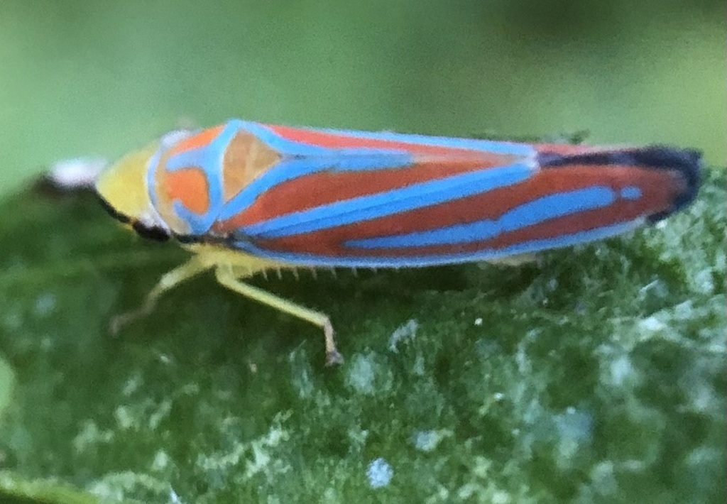 Red-banded Leafhopper from E Davis St, Decatur, GA, US on September 21 ...
