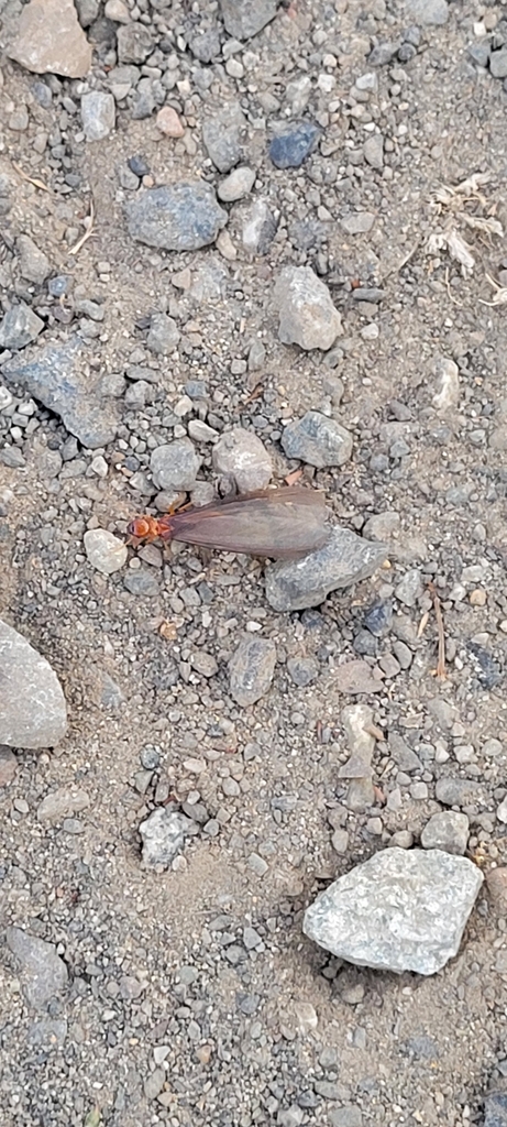 Pacific Dampwood Termite in September 2022 by Mitch · iNaturalist