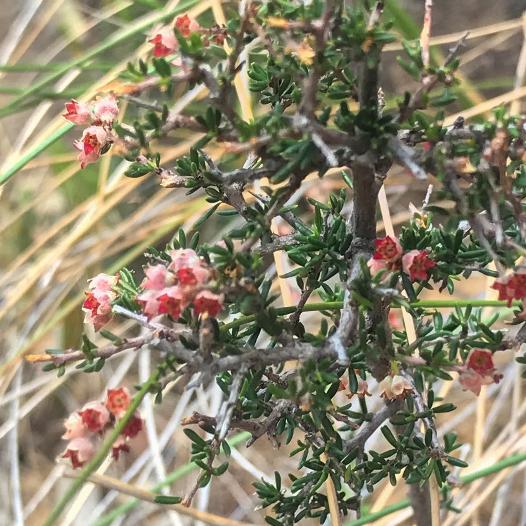 Cryptandra from Warrumbungle NSW 2828, Australia on September 21, 2019 ...
