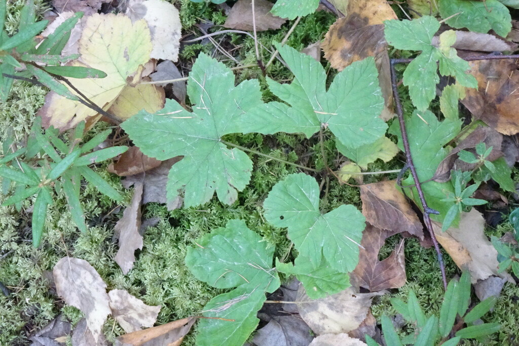 Rubus humulifolius from Верхнебуреинский р-н, Хабаровский край, Россия ...