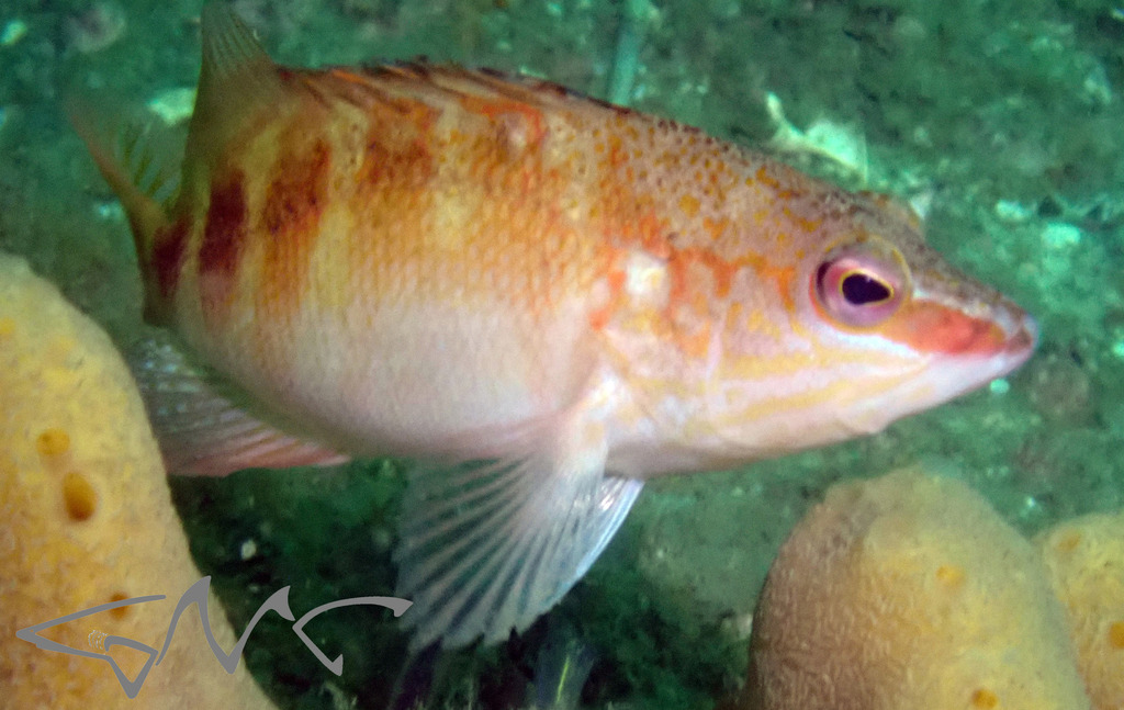 Halfbanded Seaperch from Fly Point Dive on September 19, 2022 at 02:41 ...