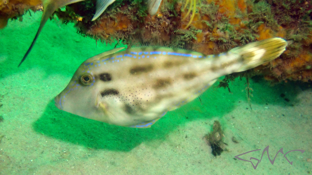 Yellowfin Leatherjacket from Fly Point Dive on September 19, 2022 at 04 ...