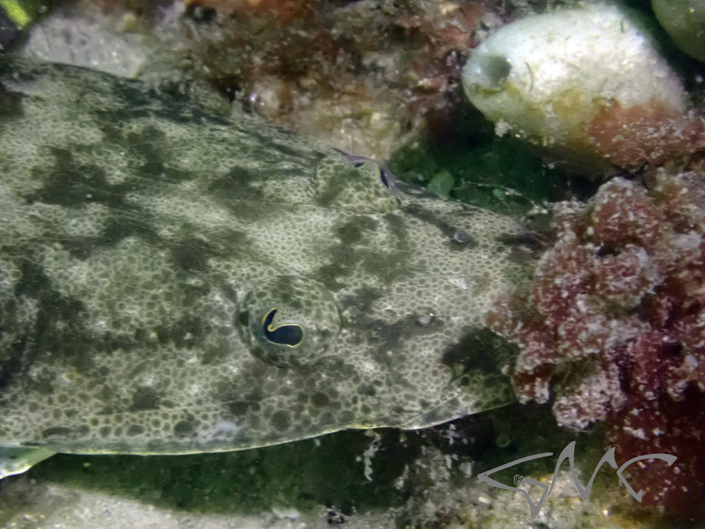 Dusky Flathead from Fly Point Dive on September 19, 2022 at 04:34 PM by ...