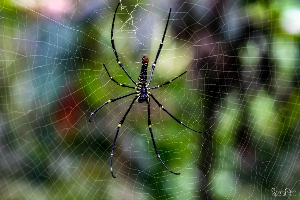 Giant Golden Orbweaver from Gianyar Regency, Bali, Indonesia on ...