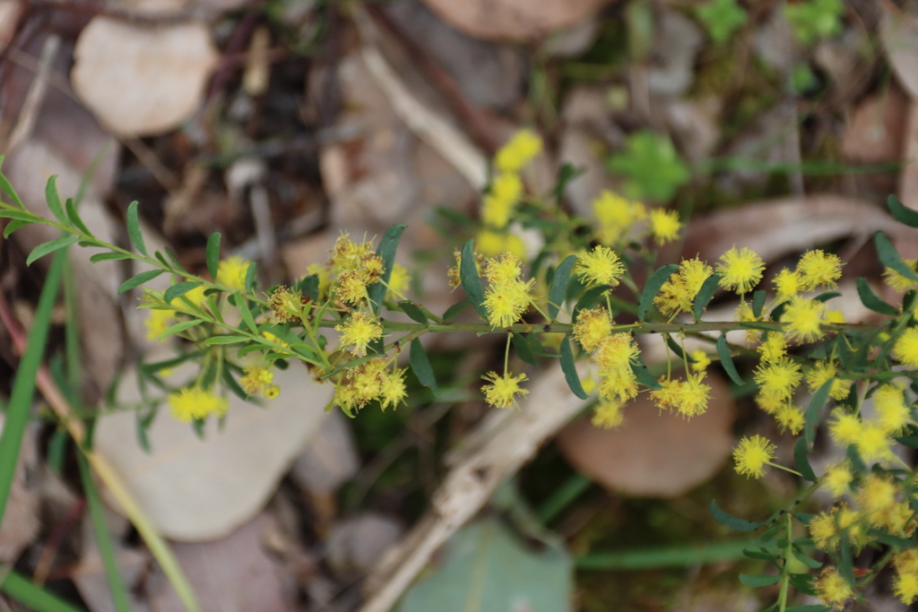 Round-leaf Wattle from Melbourne VIC, Australia on September 21, 2022 ...
