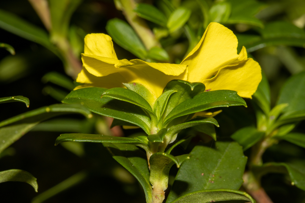 Cutleaf Hibbertia (Hibbertia cuneiformis) - Botanical Realm