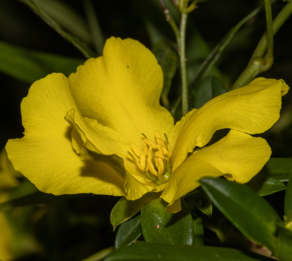 Cutleaf Hibbertia (Hibbertia cuneiformis) - Botanical Realm
