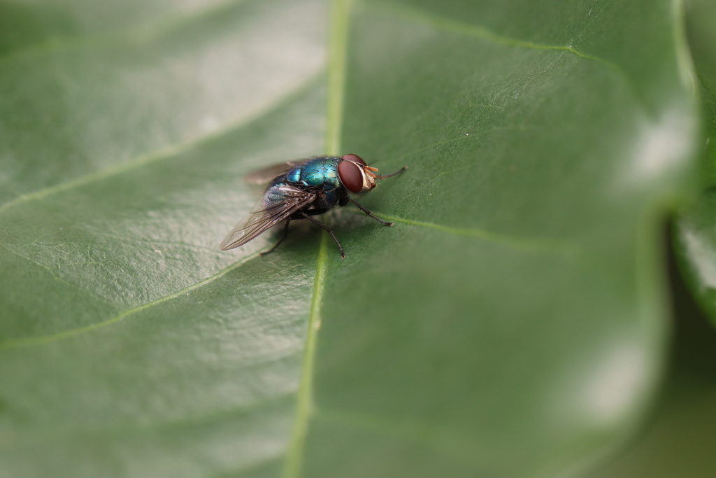 Common European Greenbottle Fly from Ellen St, Oxley, QLD, AU on ...