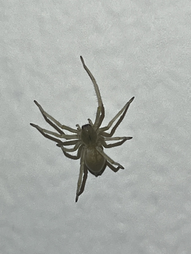Northern Yellow Sac Spider from E Winchester Rd, Libertyville, IL, US ...