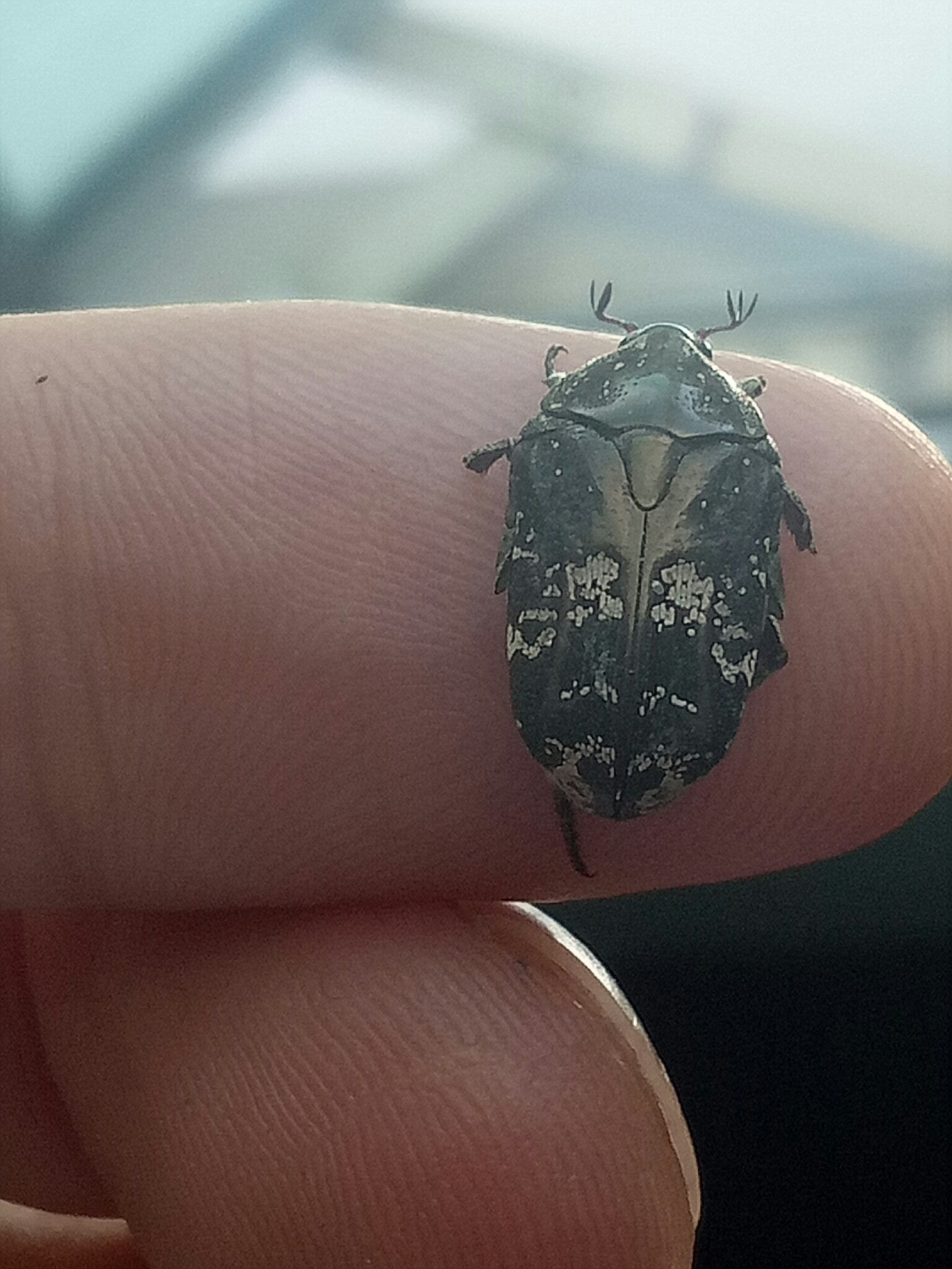 Protaetia acuminata (Fabricius, 1775)