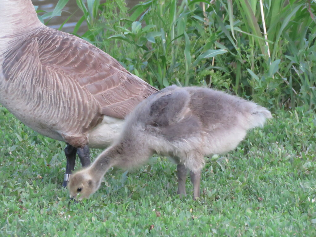 Canada Goose from Sumner County, KS, USA on May 28, 2022 at 07:42 PM by ...