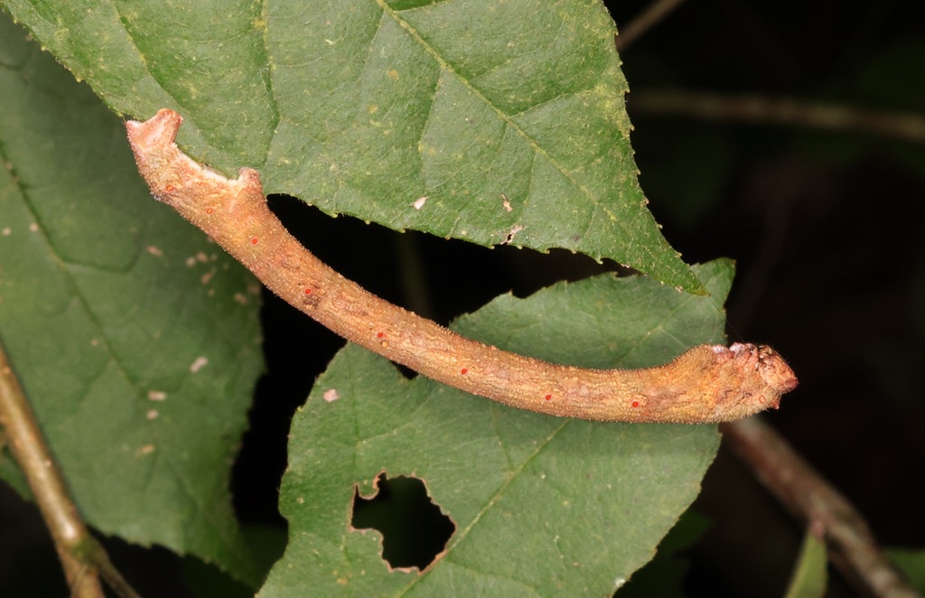tea looper from 香港西貢 on September 20, 2022 at 07:06 PM by sk2 · iNaturalist