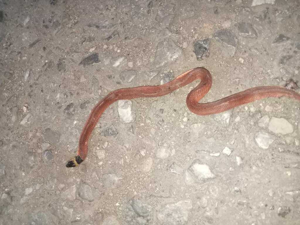 Red Coffee Snake from Córdoba, Ver., México on September 21, 2022 at 10 ...